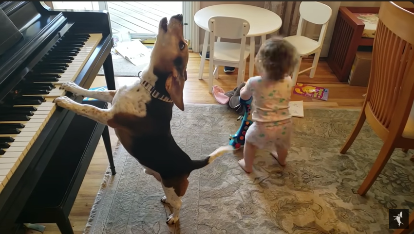 22 Million People Have Watched This Baby Dance While a Beagle Plays ...
